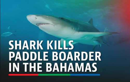 Mexico Shark Attack - Boston Woman Dies After Shark Attack while Paddle ...